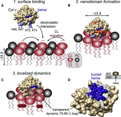 Schematic Model Of Pro Apoptotic Interplay Of Cyt C And Cl In The