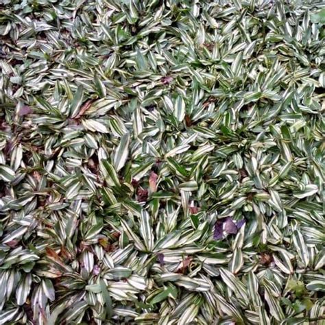 Jual Rumput Gajah Putih Rumput Gajah Mini Variegata Shopee Indonesia