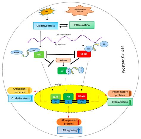 Cancers Free Full Text Targeting Crosstalk Between Nrf 2 Nf κb And