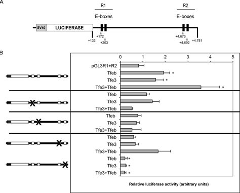 Tfeb And Tfe3 Cis Activate A Regulatory Region Of The Ppar2 Gene And