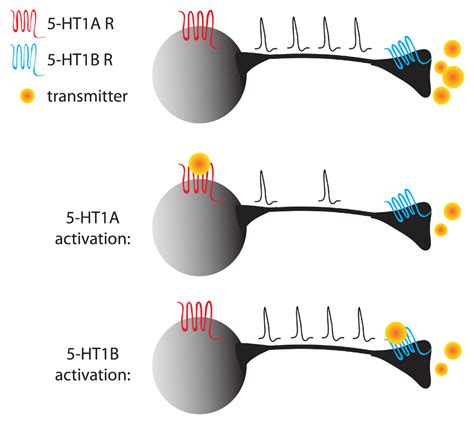 Schematic Illustrating The Inhibitory Effects Of Serotonin