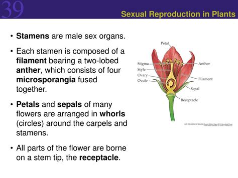 Ppt Reproduction In Flowering Plants Powerpoint Presentation Free