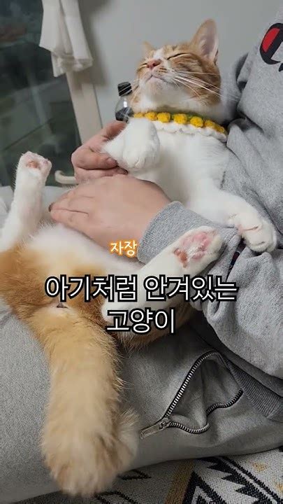 아기처럼 안겨있는 고양이🧑‍🍼 Shorts 고양이 Cat 요리조리 Youtube