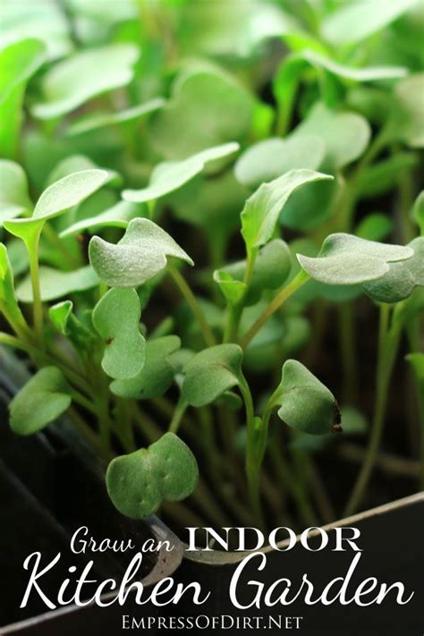 Grow An Indoor Vegetable Garden For Fresh Veggies All Year Round Indoor