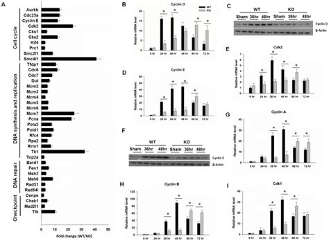 A Qpcr Analysis Of E2f Target Gene Involved In Cell Cycle Dna
