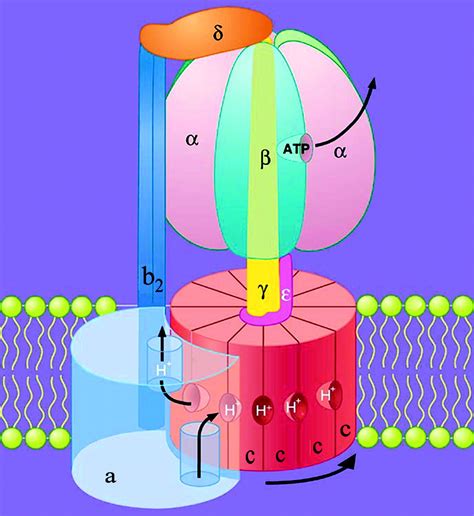 A Simpler Model Of Atp Synthase My Xxx Hot Girl
