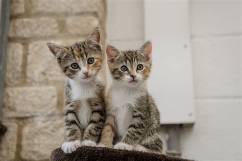 neutering and spaying your cat or kitten blue cross
