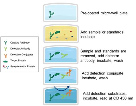 elisa enzyme linked immunosorbent assay protocol aviva systems