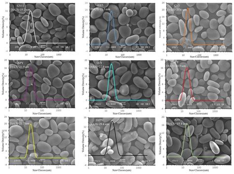 Sem Micrographs And Particle Size Distribution Of Yam Starch