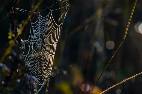 Wallpaper Id 1409973 Drip Nature Rain Cobweb Spider Water