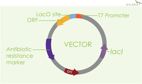How Does Iptg Induction Work Goldbio