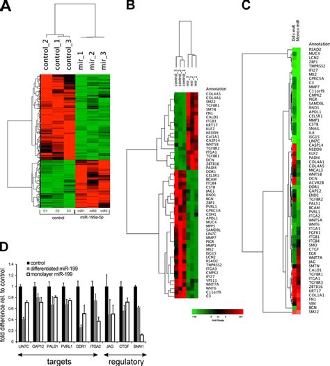ectopic expression of mir 199a 5p in differentiated and download