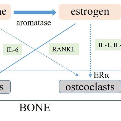 The Relationship Between Testosterone And Bone Fractures Risk