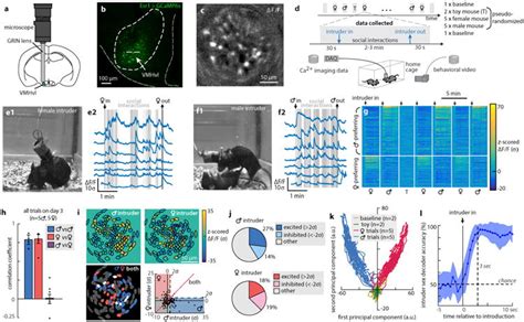 Social Behaviour Shapes Hypothalamic Neural Ensemble Representations Of