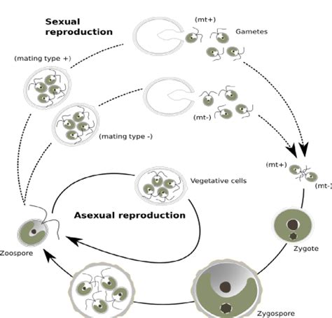 Life Cycle Of Chlamydomonas Reinhardtii With The Different Cell Stages