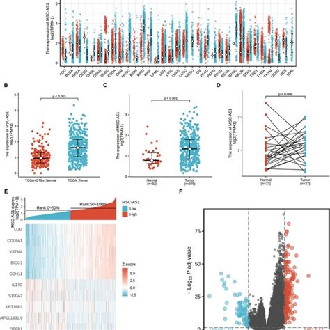 The Expression Of Long Non Coding Rna Msc As1 In A In Genotype Tissue