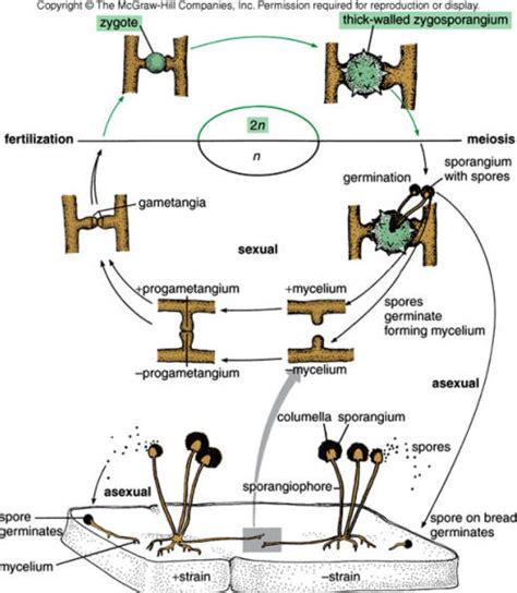Rhizopus Life Cycle
