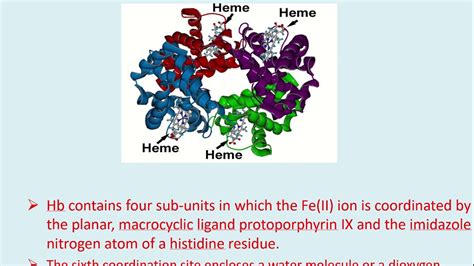 Structure Of Hemoglobin Youtube