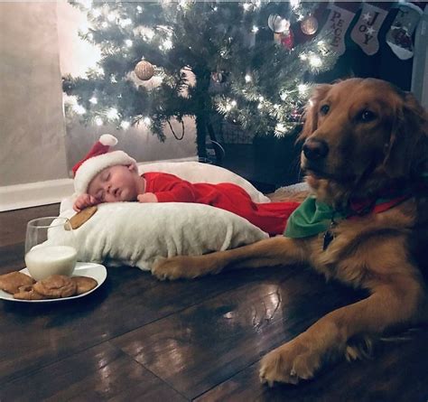 14 funny pictures of golden retrievers to make you laugh page 2 of 3