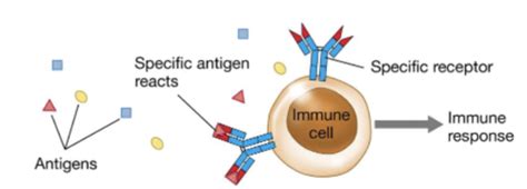 Adaptive Immunity Flashcards Quizlet