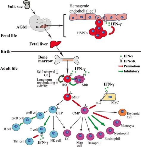 Regulation Of Ifn γ On Hspc Formation And Hematopoiesis This Figure