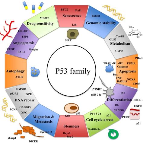 Functions Of P53 And Its Homologs P63 And P73 And Their Target Genes
