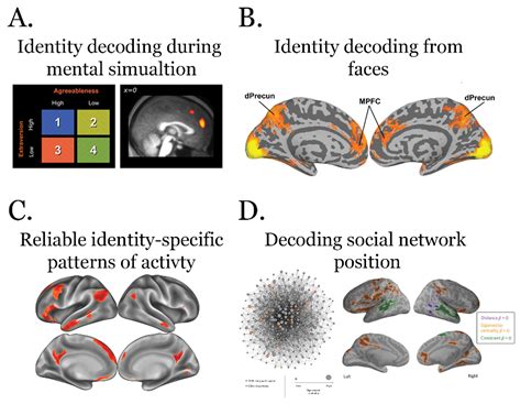 Pdf Decoding The Neural Representation Of Self And Person Knowledge