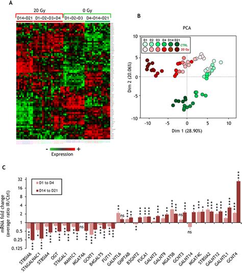 Glycosylation Transcriptome Analysis Of Irradiated Huvecs A Heat Map