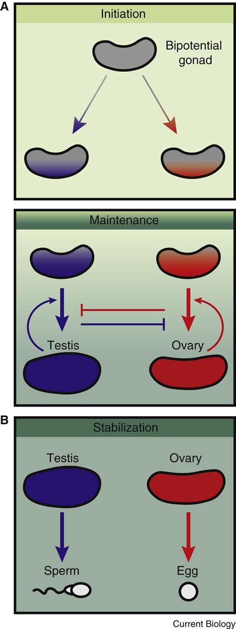 Sex Reversal Current Biology