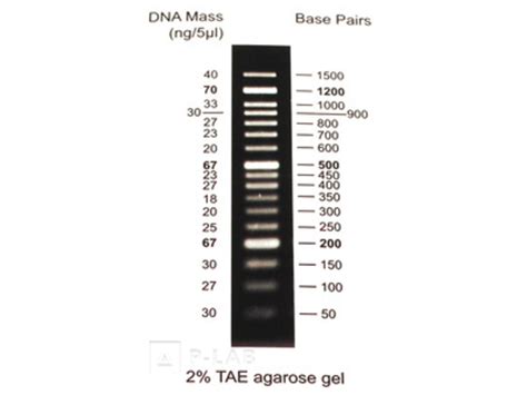 Markery Fastgene® Nippon Genetics P Lab