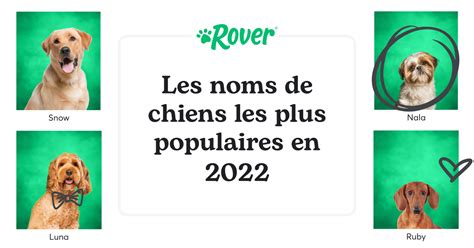 Quels Noms De Chien Sont Les Plus Populaires En France