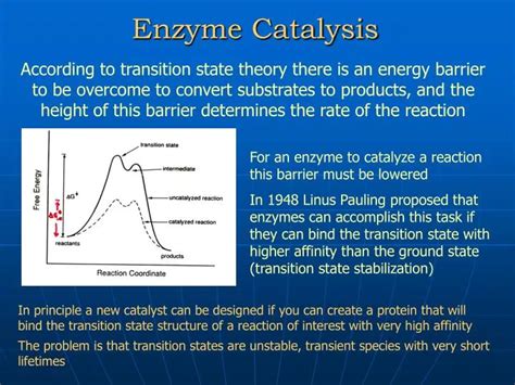Ppt Enzyme Catalysis Powerpoint Presentation Free Download Id 5349643