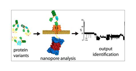 Discrimination Among Protein Variants Using An Unfoldase Coupled