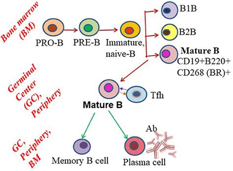 Frontiers New Approaches To Targeting B Cells For Myasthenia Gravis