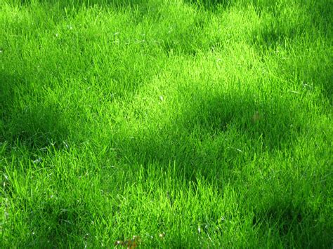 Трава Grass Texture текстурыы и фоны травы зеленая трава