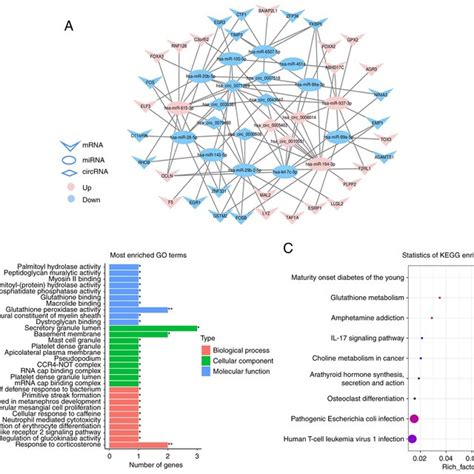 The Cerna Network Of Circrna Mirna Mrna In Gastric Cancer And