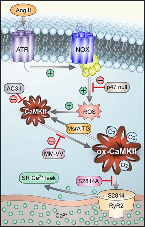 Oxidized Ca2 Calmodulin Dependent Protein Kinase Ii Triggers Atrial