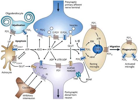 Purinergic Signalling In The Spinal Cord Presynaptic Primary Afferent