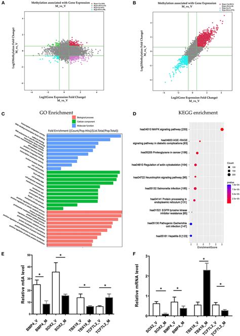 Conjoint Analysis Of M⁶a Methylation And Mrna Expression In Different