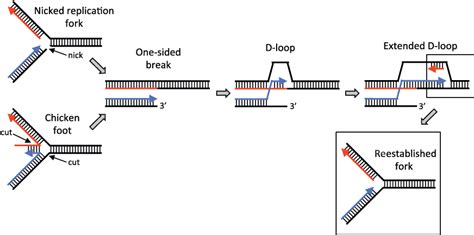 Figure 3 From The Many Roles Of Pcna In Eukaryotic Dna Replication
