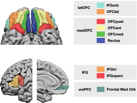 Figure 1 From Connections Of The Human Orbitofrontal Cortex And