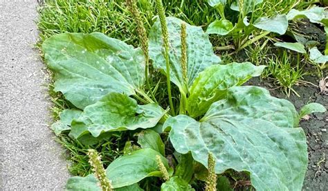Broadleaf Plantain Natures Healing Marvel