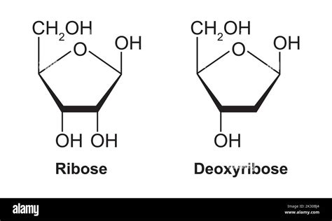 Chemical Structure Of Ribose And Deoxyribose Ribose Vs Deoxyribose