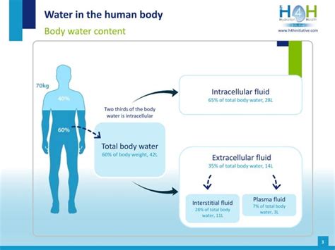 Water And Hydration Physiological Basis In Adults