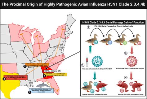 The Proximal Origin Of Highly Pathogenic Avian Influenza H5n1 Clade