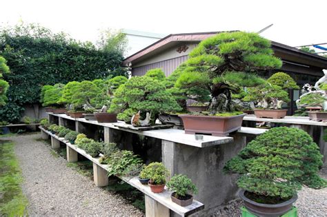 World Renowned Bonsai Master Masahiko Kimura Hooked On Bonsai