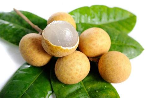 50 150 Fresh Seeds Organic Longan Dimocarpus Longan Etsy