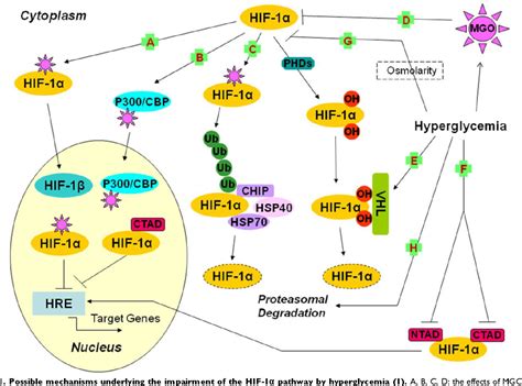 Signaling Pathway