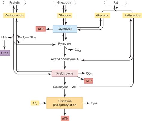 Ch 3 Section C Metabolic Pathways Diagram Quizlet