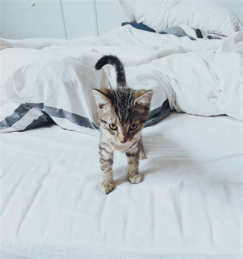 Understanding Cat Behavior Decoding Feline Body Language All New Biz